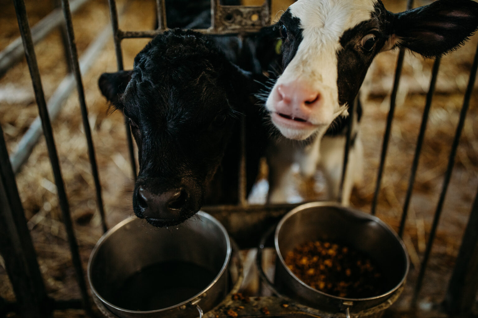 Caring for Calves: The 5 C's of Successful Calf Management - Esmilco